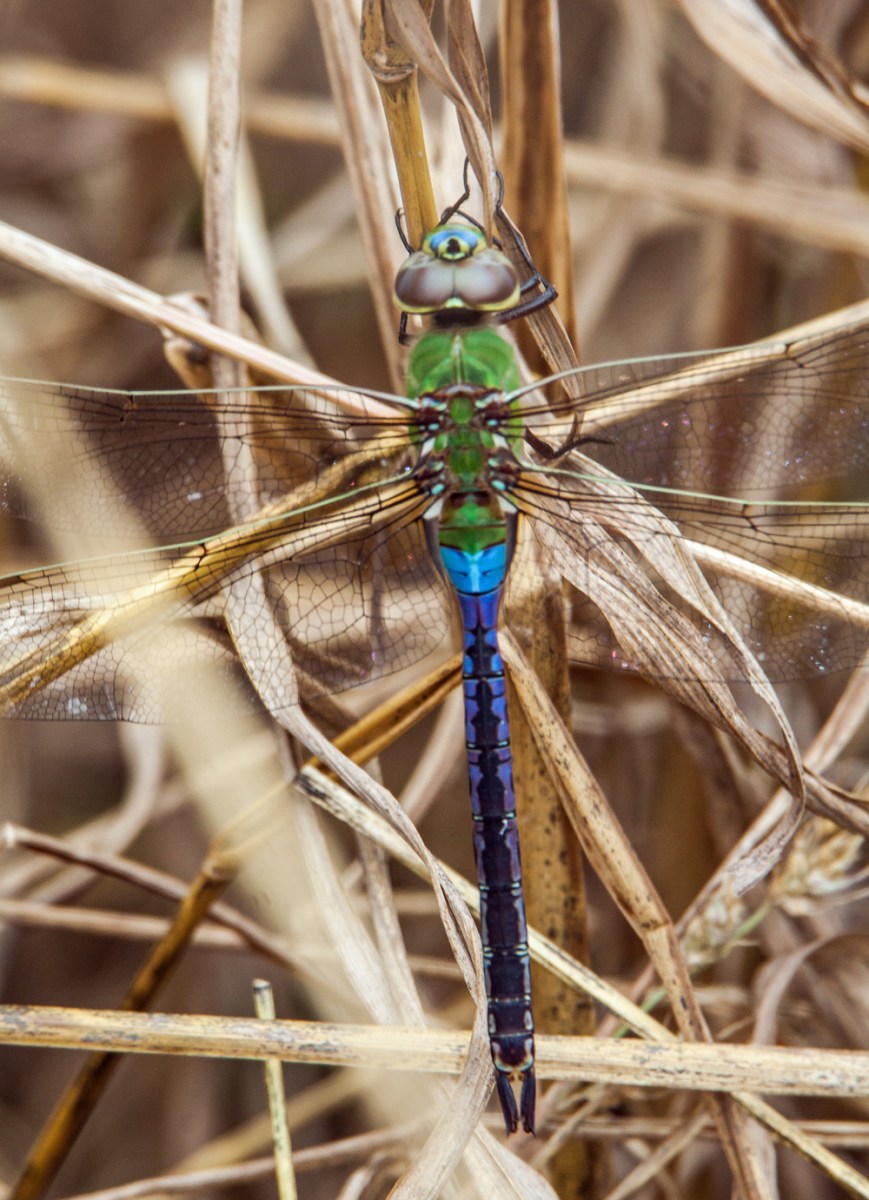 Common Green Darner | Mike Powell