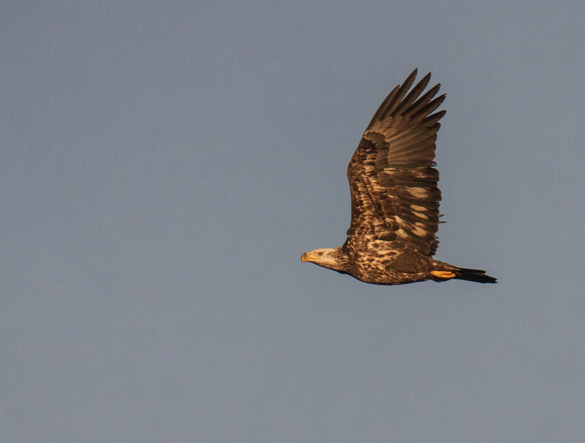 Early morning eagle | Mike Powell