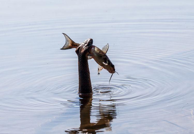 Re-blog–Here’s The Catch: Predator and Prey | Mike Powell