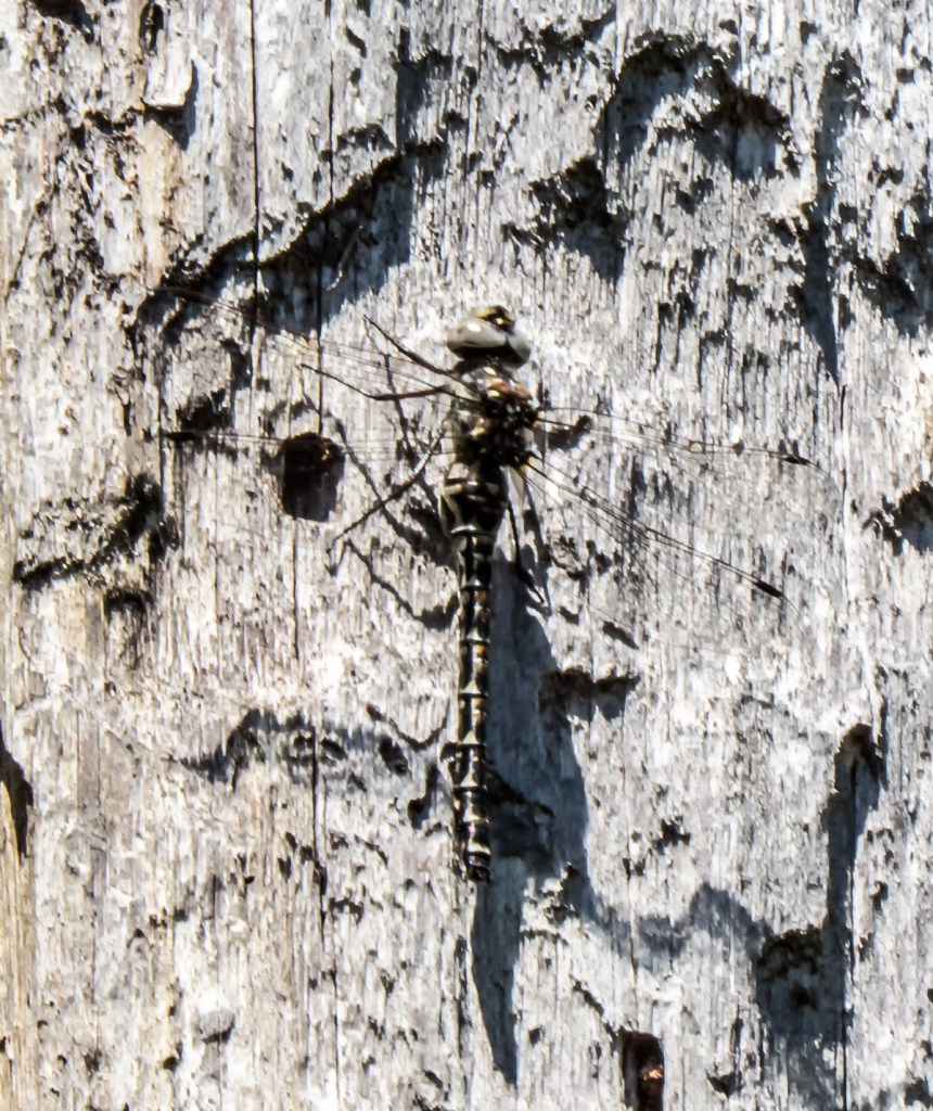 Harlequin Darner dragonfly | Mike Powell