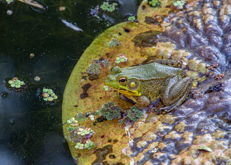 Frogs on Lily Pads | Mike Powell
