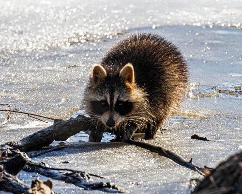 Foraging raccoon at a frozen pond | Mike Powell