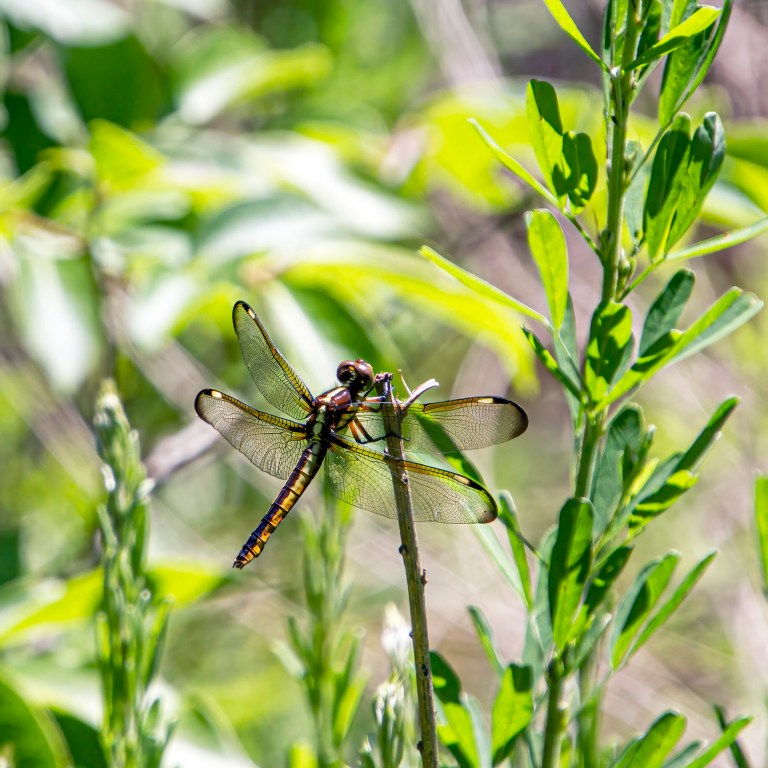 Spangled Skimmer dragonfly | Mike Powell